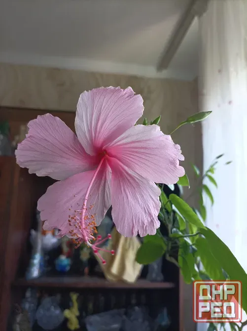 Гибискусы dainty pink - Комнатные растения Донецк на ДНР РЕД